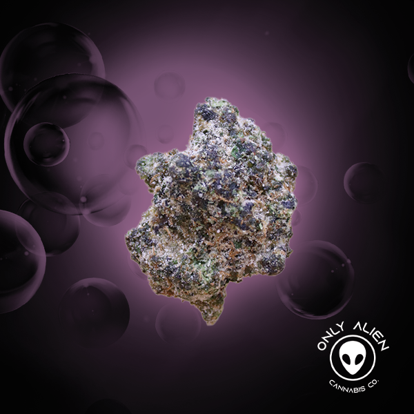 SHAMPINE - Rainbow Zkittles | Infused Pre-pack 3.5G